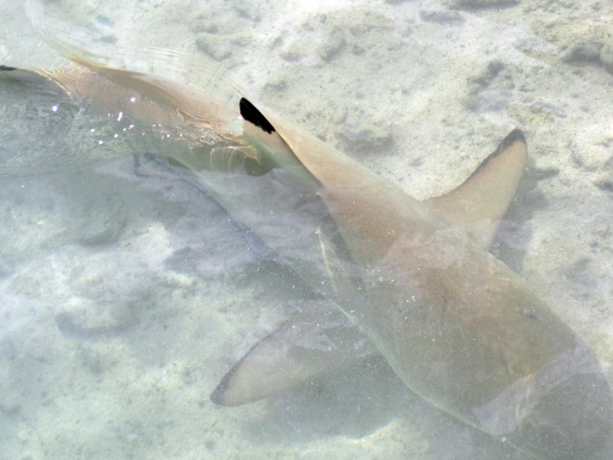 img_1904-a-sandhai-1-2-m-in-30-cm-tiefem-wasser-am-ufer_thumb | SY NICONE